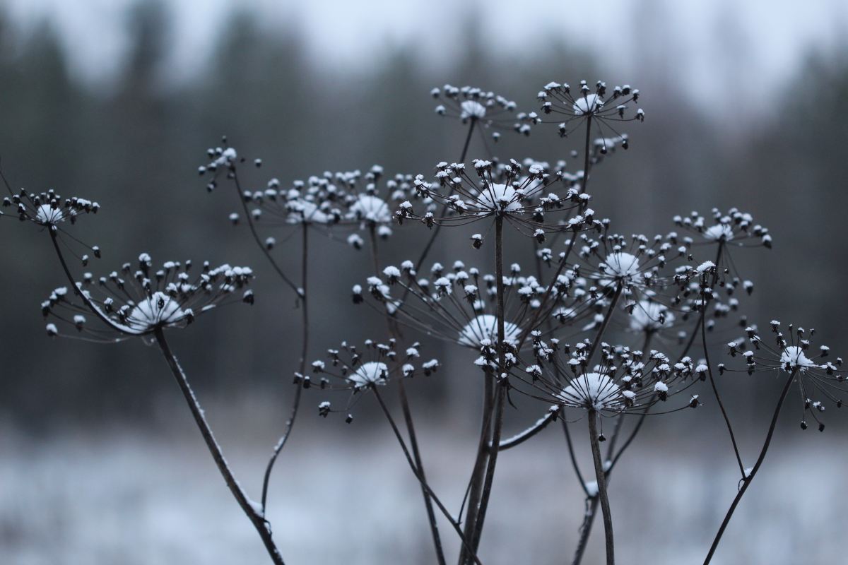 Gratitude, anyway – Heidi Barr | Author